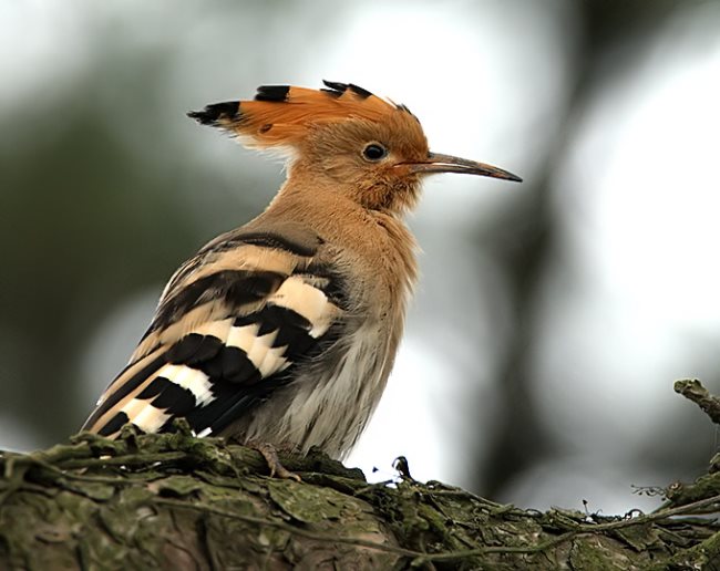 Simbologia dell'upupa