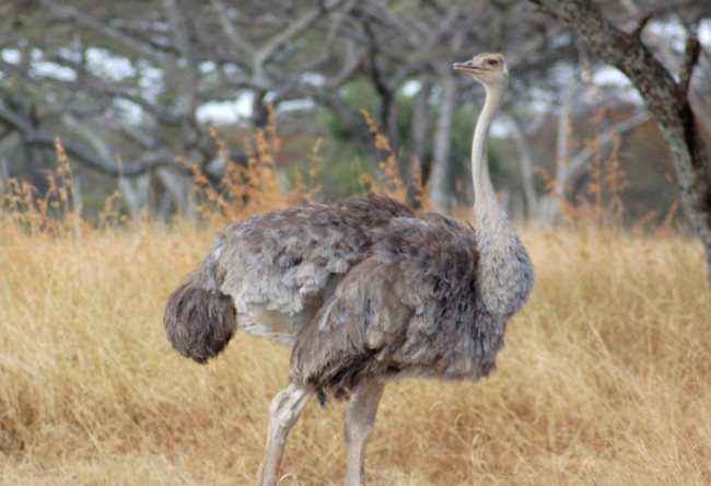 Symbolik des Straußes